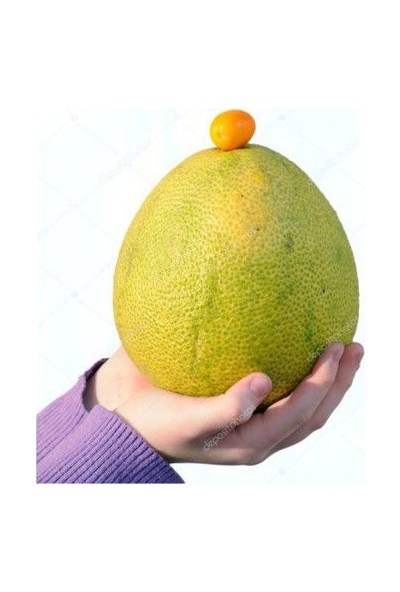 Serdar Çam Tohumculuk Dev Pamelo Tohumu Ekim Seti 3 Tohum Pamelo Meyvesi Tohumu Saksı Toprak Süpriz Kombin