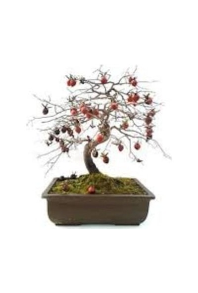 Serdar Çam Tohumculuk Bodur Hurma Bonzai Ağacı Tohumu 2 Tohum Bonsai Ağacı Tohumu