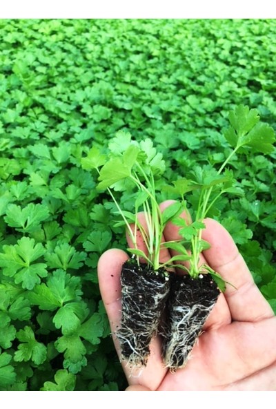 Fide Vadisi Maydanoz Fidesi (6’lı Ambalaj)