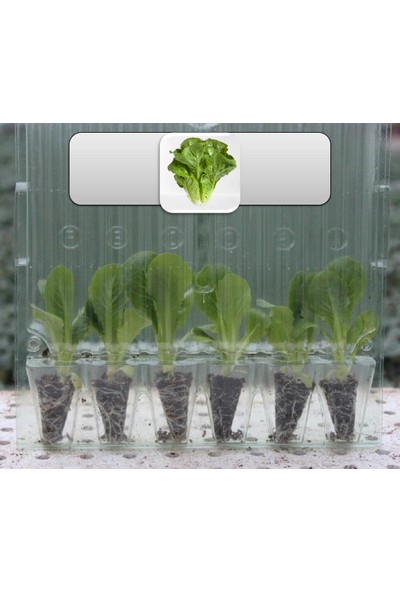 Fide Vadisi Yedikule (Düz) Marul Fidesi (6’lı Ambalaj)