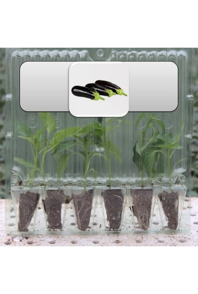 Fide Vadisi Patlıcan Fidesi (6’lı Ambalaj)