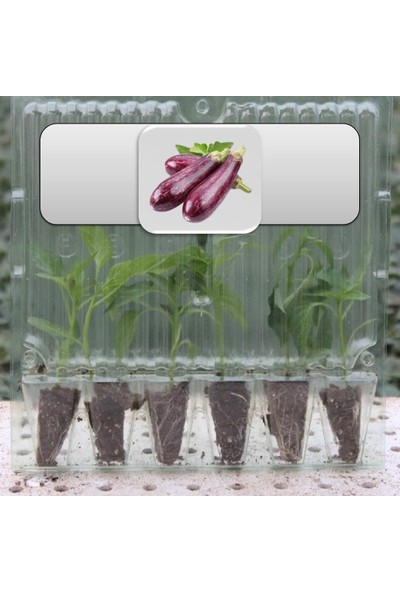 Fide Vadisi Ala (Çizgili-Kırçıllı) Patlıcan Fidesi (6’lı Ambalaj)