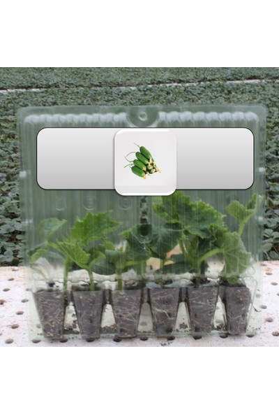 Fide Vadisi Silor Salatalık (Badem Hıyar) Fidesi (6’lı Ambalaj)