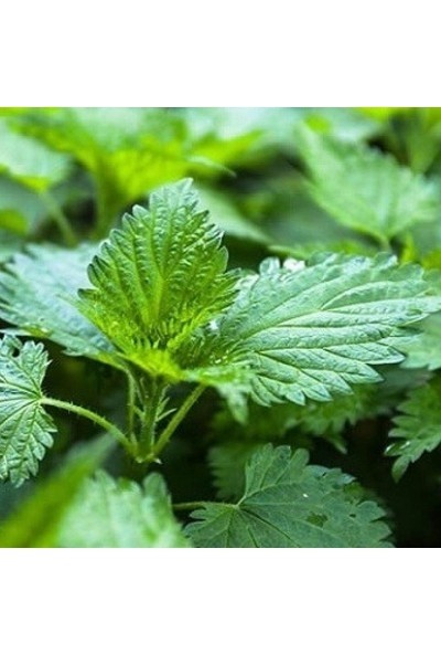 Arzuman Doğal Isırgan Otu Tohumu 100 'lü