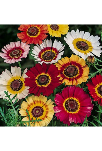 Floramut Karışık Mix Kasımpatı Çiçeği Tohumu-50 Tohum Floramut Karışık Mix Kasımpatı Çiçeği Tohumu-50 Tohum