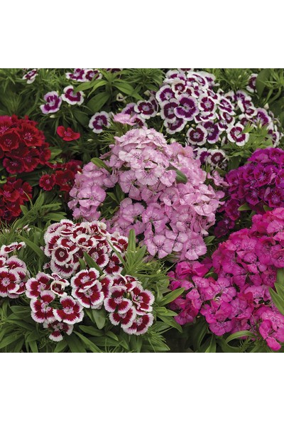 Floramut Karışık Hüsnü Yusuf Çiçeği Tohumu-40 Tohum Floramut Karışık Hüsnü Yusuf Çiçeği Tohumu-40 Tohum