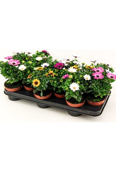 Floramut Karışık Renklerde Bodrum Papatyası Çiçeği Fidesi-3 Adet