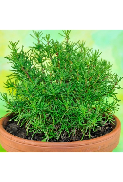 Floramut Santolina Viridis Zeytin Otu 'olivia Fidesi-2 Adet Floramut Santolina Viridis Zeytin Otu 'olivia Fidesi-2 Adet