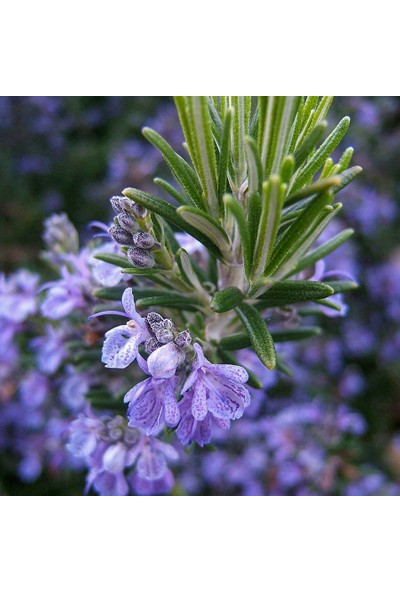Floramut Rosmarin Officinalis Kokulu Biberiye Fidesi-2 Adet Floramut Rosmarin Officinalis Kokulu Biberiye Fidesi-2 Adet