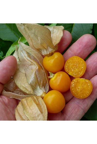 Floramut Çok Şifalı Yer Kirazı Altın Çilek Fidesi-6 Adet Floramut Çok Şifalı Yer Kirazı Altın Çilek Fidesi-6 Adet