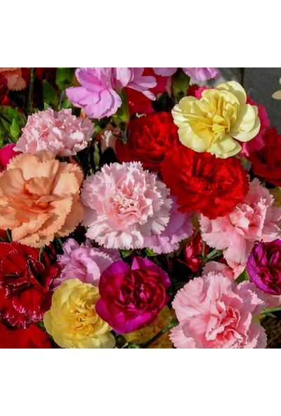 Floramut Karışık Kokulu Katmerli Karanfil Çiçeği Fidesi-3 Adet