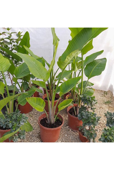 Floramut Saksıda Starliçe Cennet Kuşu Bitkisi (Kendi RESMIDIR)-150 cm Floramut Saksıda Starliçe Cennet Kuşu Bitkisi (Kendi RESMIDIR)-150 cm