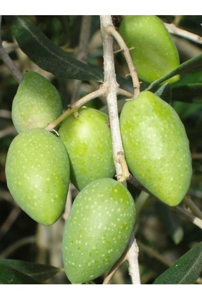 NET TARIM 1'li Memecik Iri Meyveli Zeytin Fidanı Tüplü 2 Yaşında 1 m NET TARIM 1'li Memecik Iri Meyveli Zeytin Fidanı Tüplü 2 Yaşında 1 m