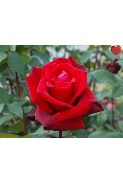 NET TARIM 3 Adet Gül Fidanı Kırmızı Yediveren Sarmaşık Kokulu Açık Kök 2 Yaşında