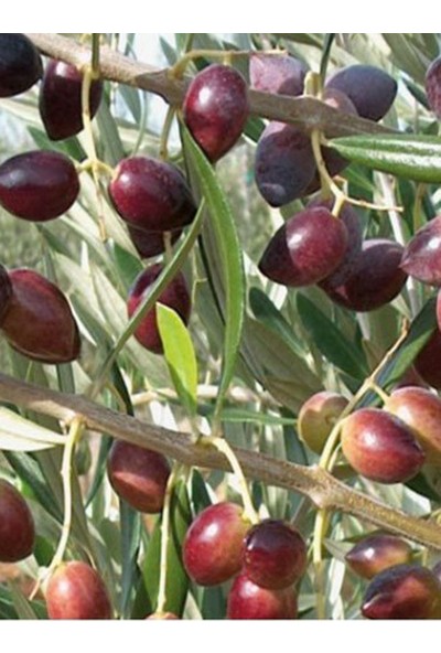 NET TARIM 4'lü Zeytin Fidanı Koroneiki Bodur Tüplü 2 Yaşında 1 m