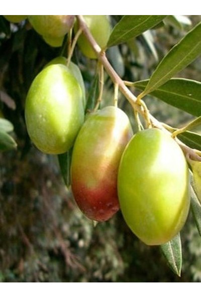 NET TARIM 3 Adet Zeytin Fidanı Çok Iri Meyveli Kalamata Eşek Tüplü 60 cm 1 Yaş