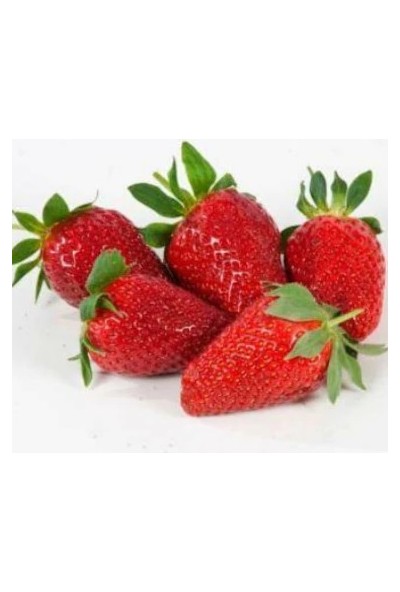 NET TARIM 70 Adet Camarosa Açık Kök Frigo Yediveren Çilek Fidesi Fidanı