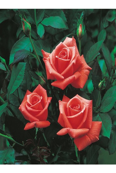 NET TARIM 3 Adet Gül Fidanı Nar Çiçeği Yediveren Sarmaşık Kokulu Açık Kök 2 Yaşında NET TARIM 3 Adet Gül Fidanı Nar Çiçeği Yediveren Sarmaşık Kokulu Açık Kök 2 Yaşında