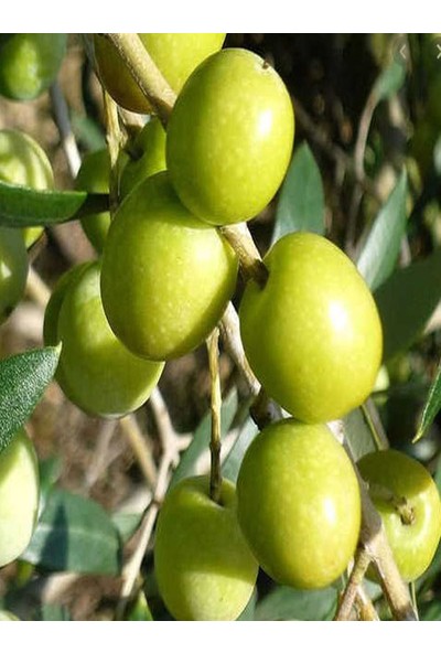 Ada Tarım 1'li Halhalı Zeytin Fidanı Tüplü Yaş 1-2 Boy 60-80 cm Ada Tarım 1'li Halhalı Zeytin Fidanı Tüplü Yaş 1-2 Boy 60-80 cm