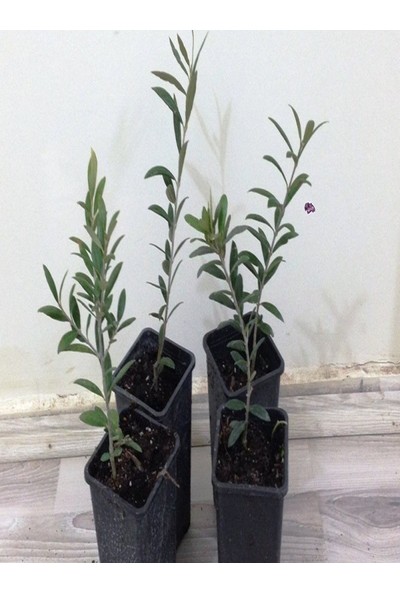 Ada Tarım 1'li Saksılı Tam Bodur Arbequina Zeytin Fidanı 1 Yaş - 30-60 Cm