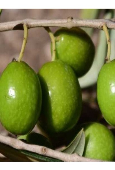 Ada Tarım 1'li Tavşan Yüreği Çil Topak Zeytin Fidanı Tüplü 2 Yaş 1 m