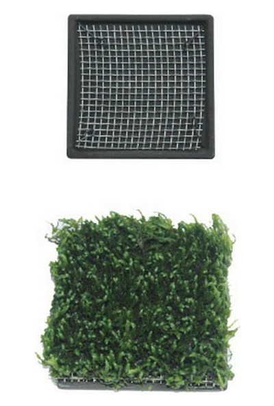 Ista Bitki Taban Seramik 5 cm Kare