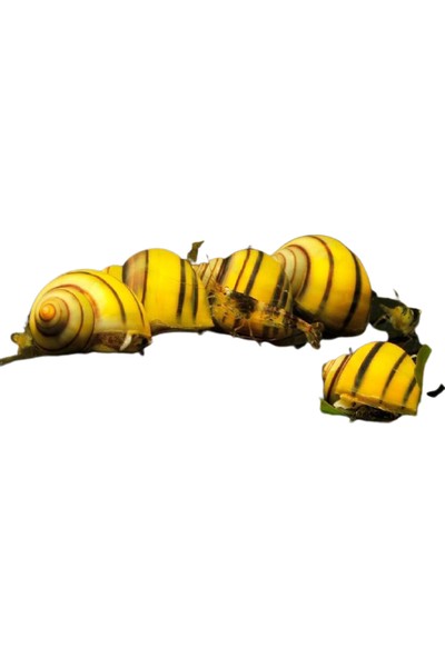 Canlı Petshop Asolene Spixi Snail (Zebra Elma Salyangozu) 1 Adet Nohut Iriliği Canlı Petshop Asolene Spixi Snail (Zebra Elma Salyangozu) 1 Adet Nohut Iriliği