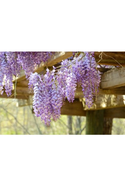 Mor Salkım Fidanı- 6'lı Set Wisteria Floribunda Mor Salkım Fidanı- 6'lı Set Wisteria Floribunda