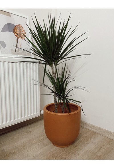 Ayışık Ma x i Boy Büyük Toprak Çömlek Saksı