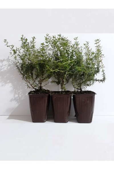 Fide Vadisi Dağ Kekik Fidesi (3lü Ambalaj)