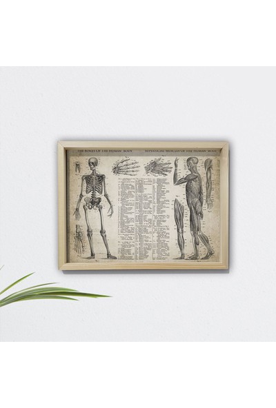 DekorLoft Doğal Çam Çerçeveli Doktor Odası Duvar Tablosu Kemikler ve Kaslar - Anatomi DekorLoft Doğal Çam Çerçeveli Doktor Odası Duvar Tablosu Kemikler ve Kaslar - Anatomi