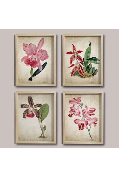 DekorLoft Doğal Çam Çerçeveli Duvar Tablosu Antik Orkide Duvar Sanatı 4 Lü Set DekorLoft Doğal Çam Çerçeveli Duvar Tablosu Antik Orkide Duvar Sanatı 4 Lü Set