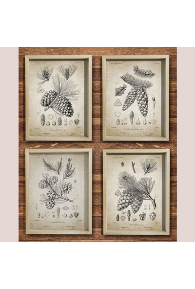DekorLoft Doğal Çam Çerçeveli Duvar Tablosu Çam Seti Duvar Sanatı 4' Lü Set