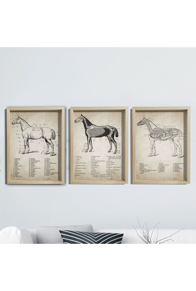 DekorLoft Doğal Çam Çerçeveli Duvar Tablosu At Anatomy 3'lü Tablo Seti DekorLoft Doğal Çam Çerçeveli Duvar Tablosu At Anatomy 3'lü Tablo Seti