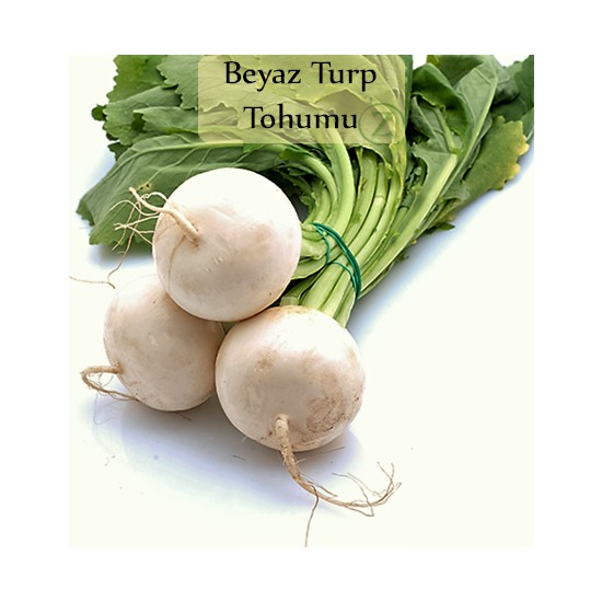 Zencefil Organik Beyaz Turp Tohumu 1 Paket (10GR=1000+ Adet) Fiyatı
