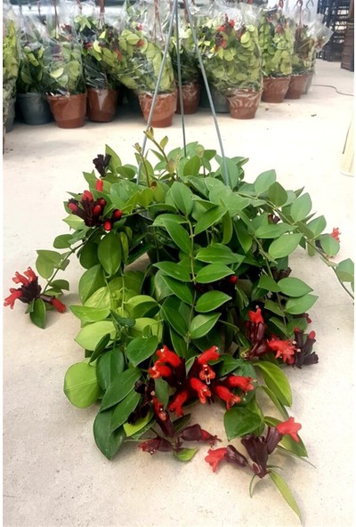 Online Botanik Ruj Çiçeği