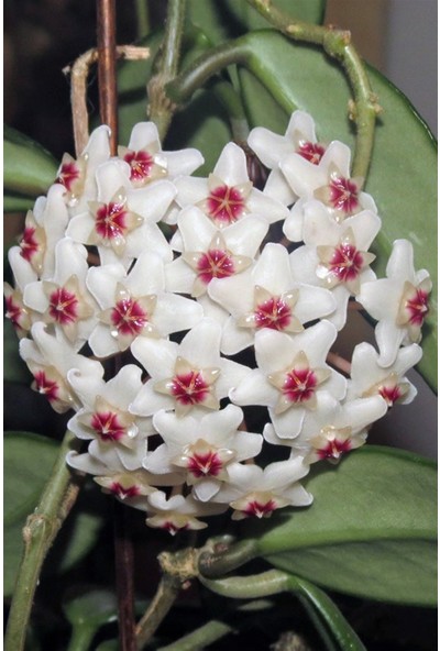 Online Botanik Mum Çiçeği