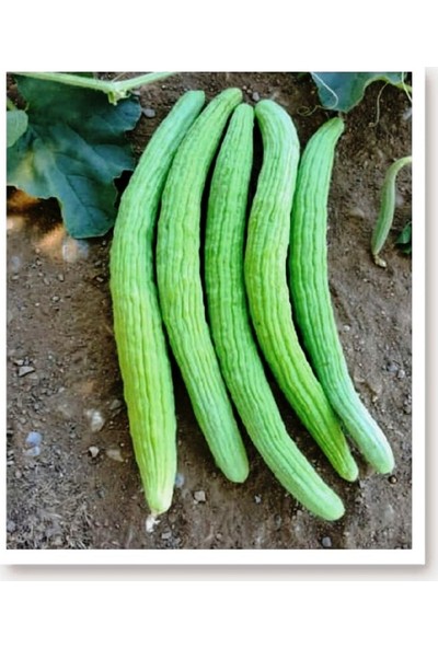 Agro Tohum Ata Tohumu Yerli Acur Köy Tipi 1 gr Yaklaşık 30 Adet Agro Tohum Ata Tohumu Yerli Acur Köy Tipi 1 gr Yaklaşık 30 Adet