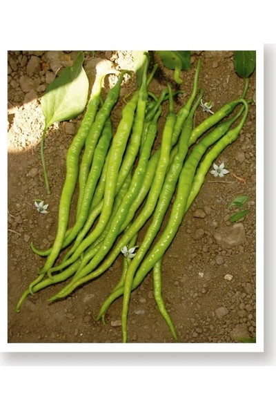Agro Tohum Ata Tohumu Yöresel Tatlı Kıl Sivri Biber 1 gr 100 Adet Agro Tohum Ata Tohumu Yöresel Tatlı Kıl Sivri Biber 1 gr 100 Adet