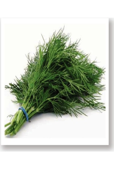 Agro Tohum Ata Tohumu Yerli Dereotu Ferah 1 gr Yaklaşık 500 Adet