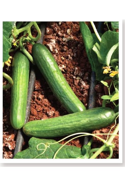 Agro Tohum Ata Tohumu Aranan Reyha Yerli Hıyar Tohumu 1 gr Yaklaşık 30 Adet Agro Tohum Ata Tohumu Aranan Reyha Yerli Hıyar Tohumu 1 gr Yaklaşık 30 Adet