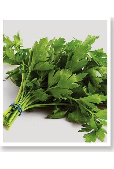 Agro Tohum Ata Tohumu Yerli Maydanoz 5 gr Yaklaşık 2500 Tohum