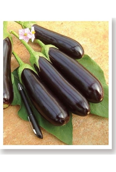 Agro Tohum Ata Tohumu Yöresel Patlıcan Aydın Siyahı 1 gr 200 Adet Tohum