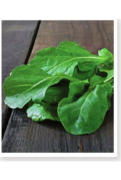 Agro Tohum Ata Tohumu Yerli Roka Nuran 1 gr 1500 Adet Tohum Agro Tohum Ata Tohumu Yerli Roka Nuran 1 gr 1500 Adet Tohum