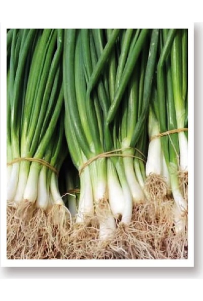 Agro Tohum Ata Tohumu Yerli Yeşil Soğan Bostan Tohumu 1 gr 200 Adet Tohum