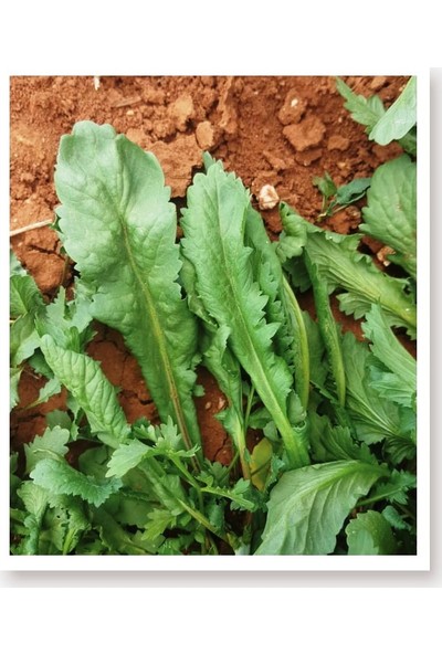 Agro Tohum Ata Tohumu Yerli Enli Tere 1 gr 200 Adet Tohum Agro Tohum Ata Tohumu Yerli Enli Tere 1 gr 200 Adet Tohum