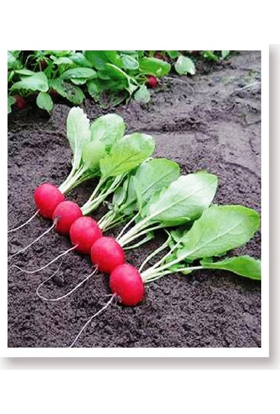 Agro Tohum Ata Tohumu Yerli Fındık Turp 1 gr 100 Adet Tohum Agro Tohum Ata Tohumu Yerli Fındık Turp 1 gr 100 Adet Tohum