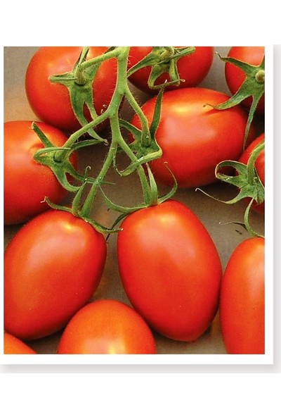Agro Tohum Ata Tohumu Yerli Doğal Bursa Domatesi 1 gr 300 Adet Tohum Agro Tohum Ata Tohumu Yerli Doğal Bursa Domatesi 1 gr 300 Adet Tohum