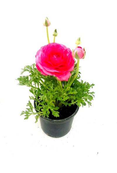 Fidanova Şakayık, Erengül 20-30 cm Boyunda Pembe Renk Fidanova Şakayık, Erengül 20-30 cm Boyunda Pembe Renk