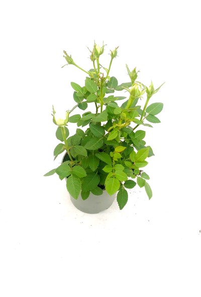 Fidanova Gül Mini ,saksılı Gül, Beyaz Renk Fidanova Gül Mini ,saksılı Gül, Beyaz Renk